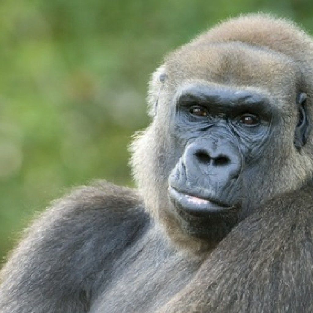 Miami Zoo | TALK Schools - Blog