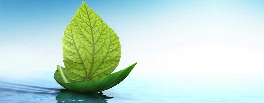 Using Nature to Adjust to Life in a New Environment | TALK English ...